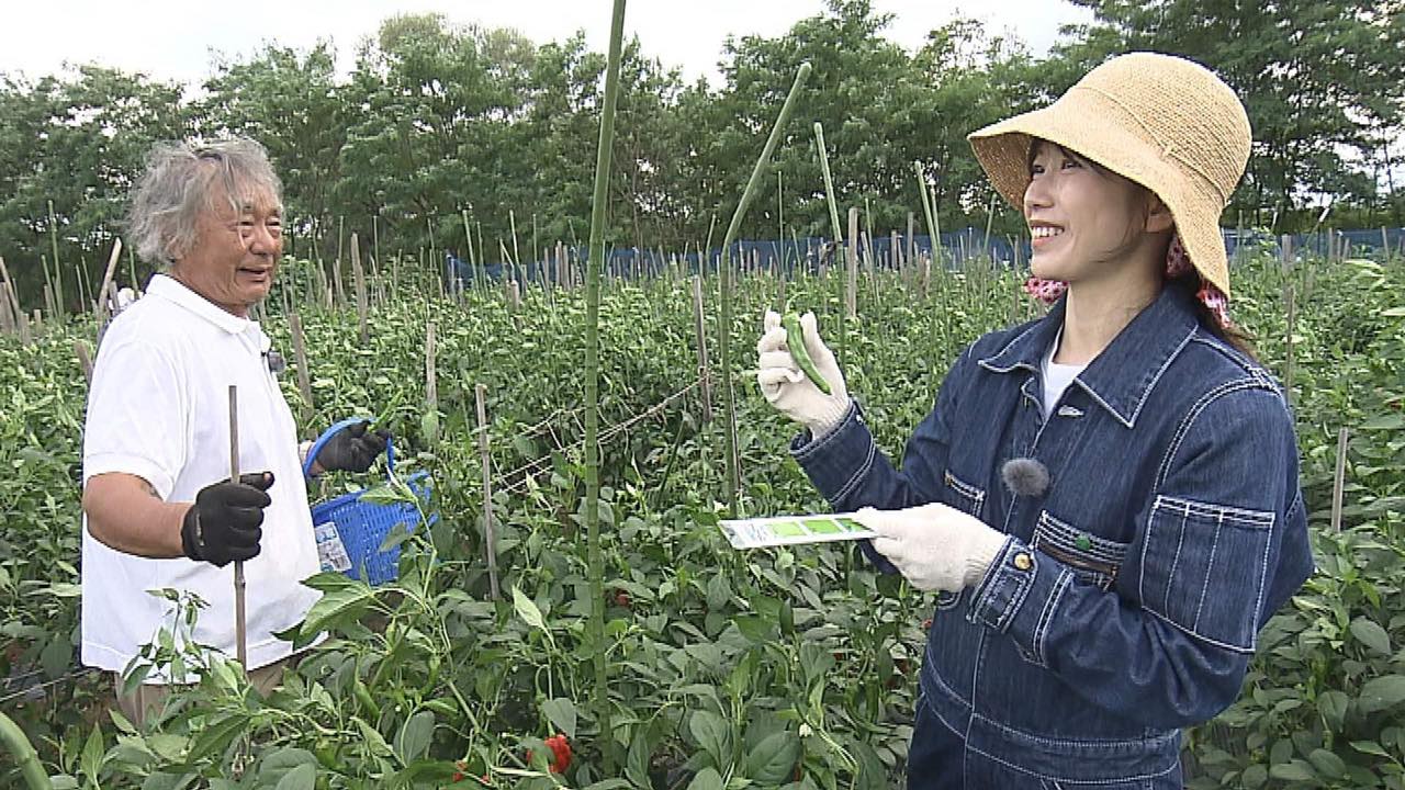 横山由依出演「うまいッ！」辛くて甘い？とうがらし・清水森ナンバ ～青森・弘前市～【2025.10.26 11:30〜 NHK総合】 – AKB48LOVER